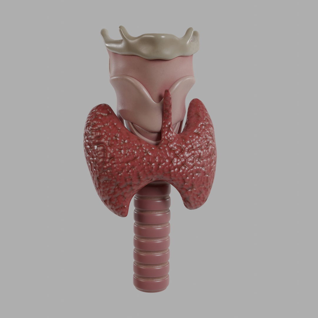 3D Thyroid - TurboSquid 1953273