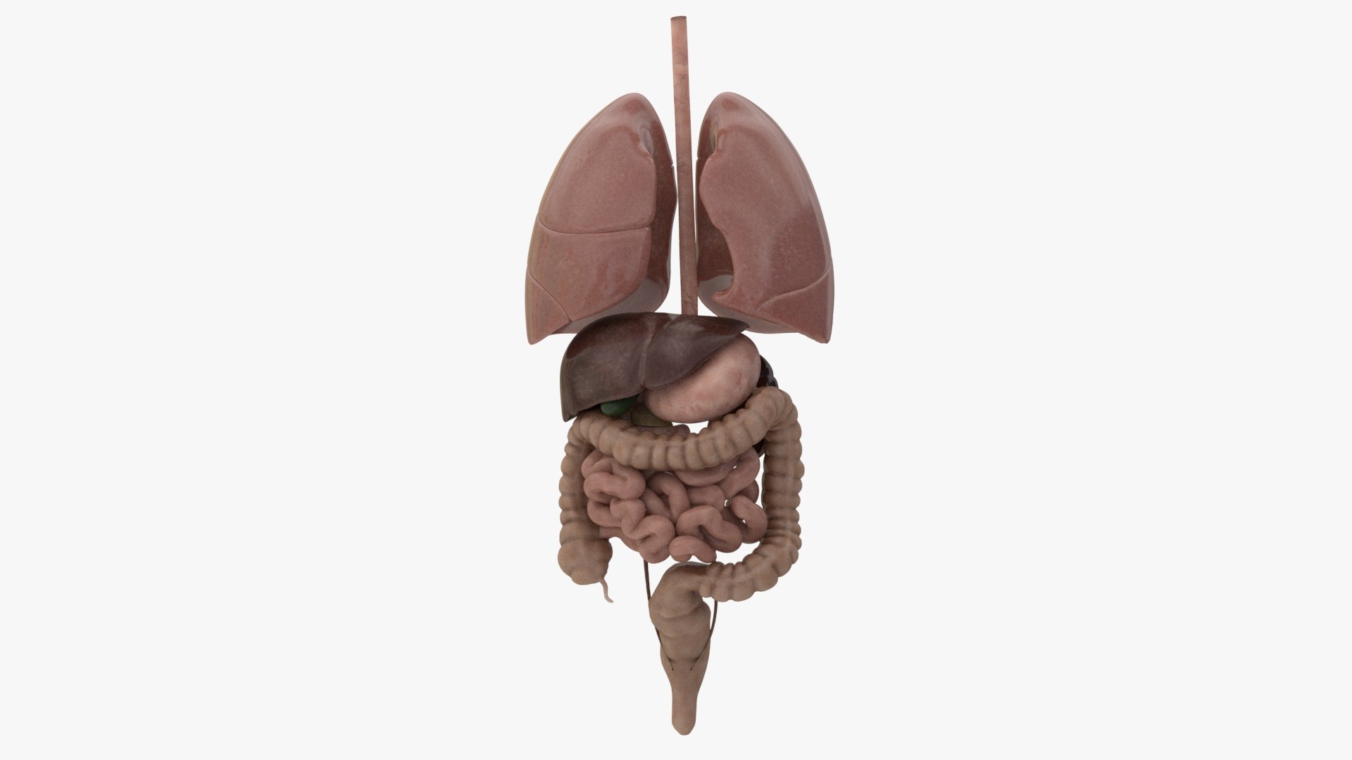 4k Realistic Scan Organ For Anatomy 3D Model - TurboSquid 2207045