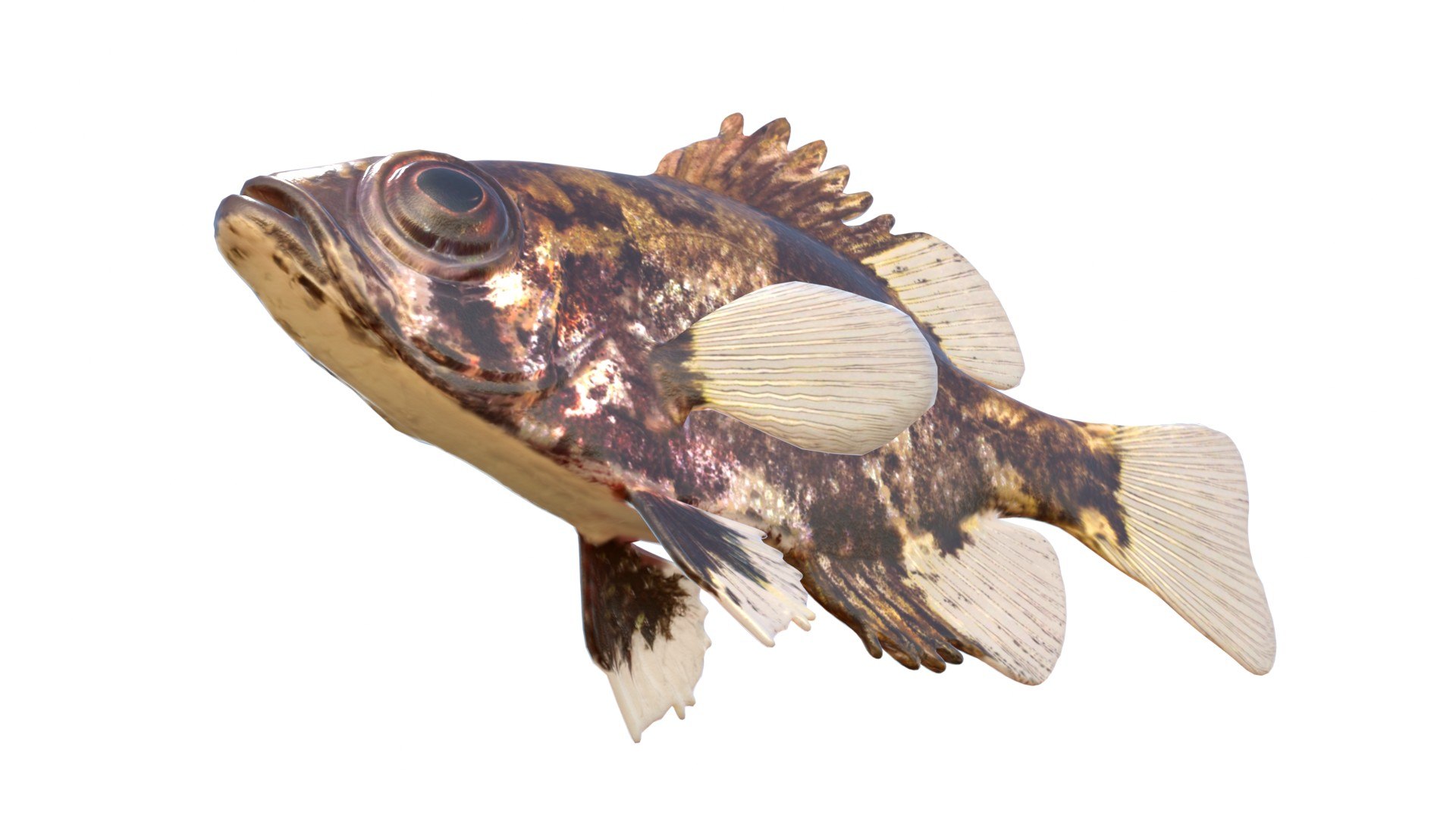 Shadow Bass Fish 3D - TurboSquid 2512635