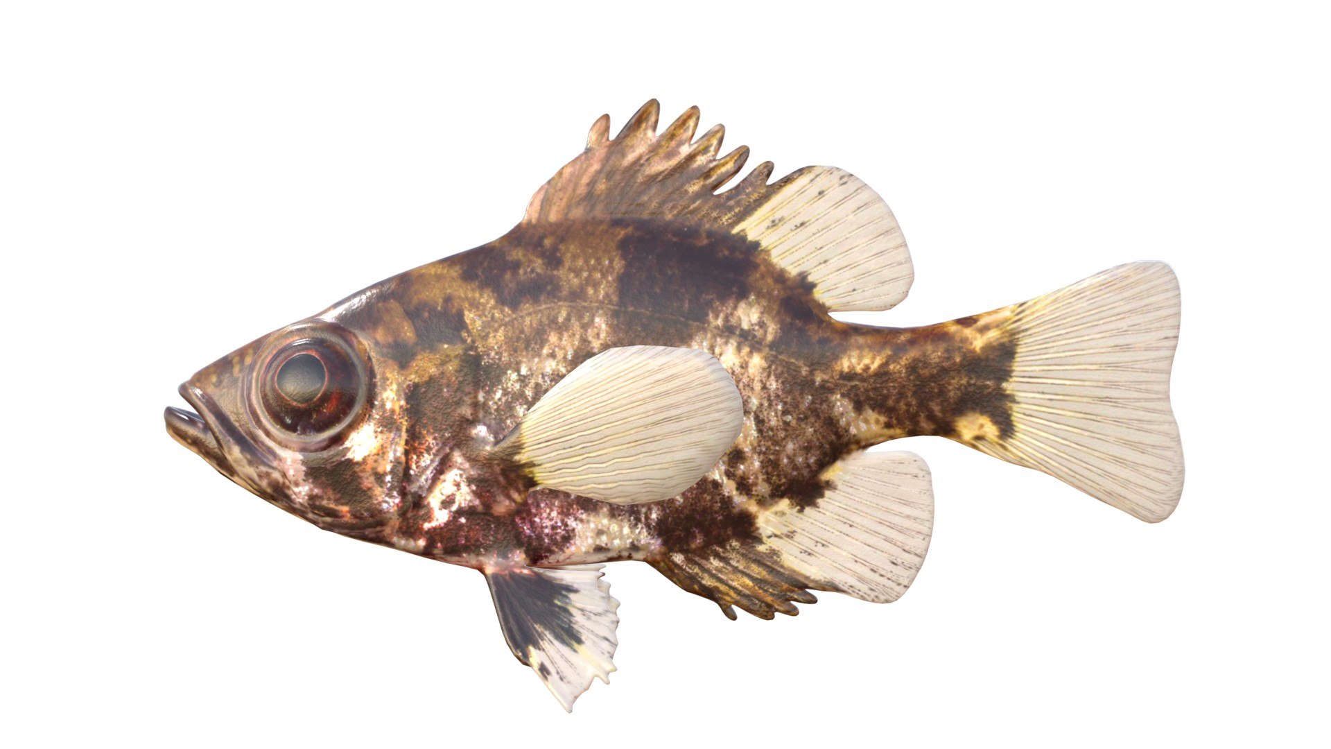 Shadow Bass Fish 3D - TurboSquid 2512635