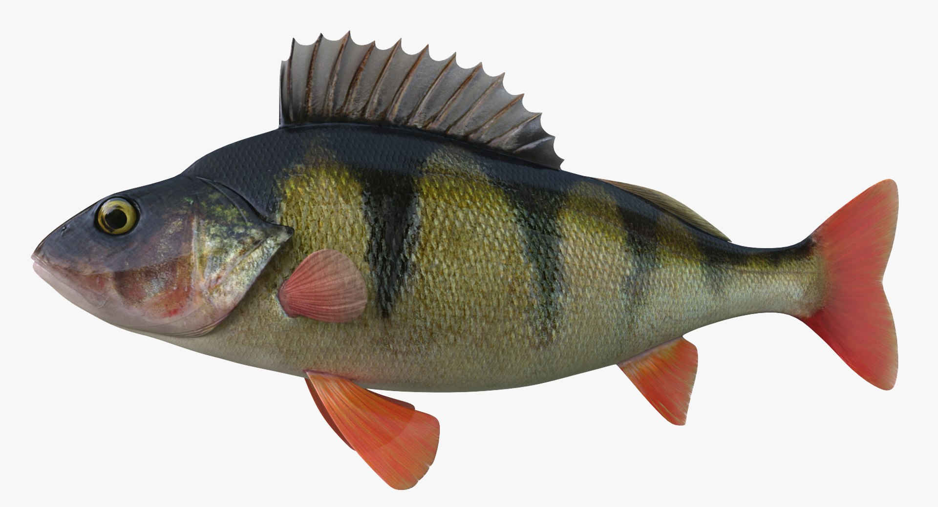 Perch Animation 3D Model - TurboSquid 1198645