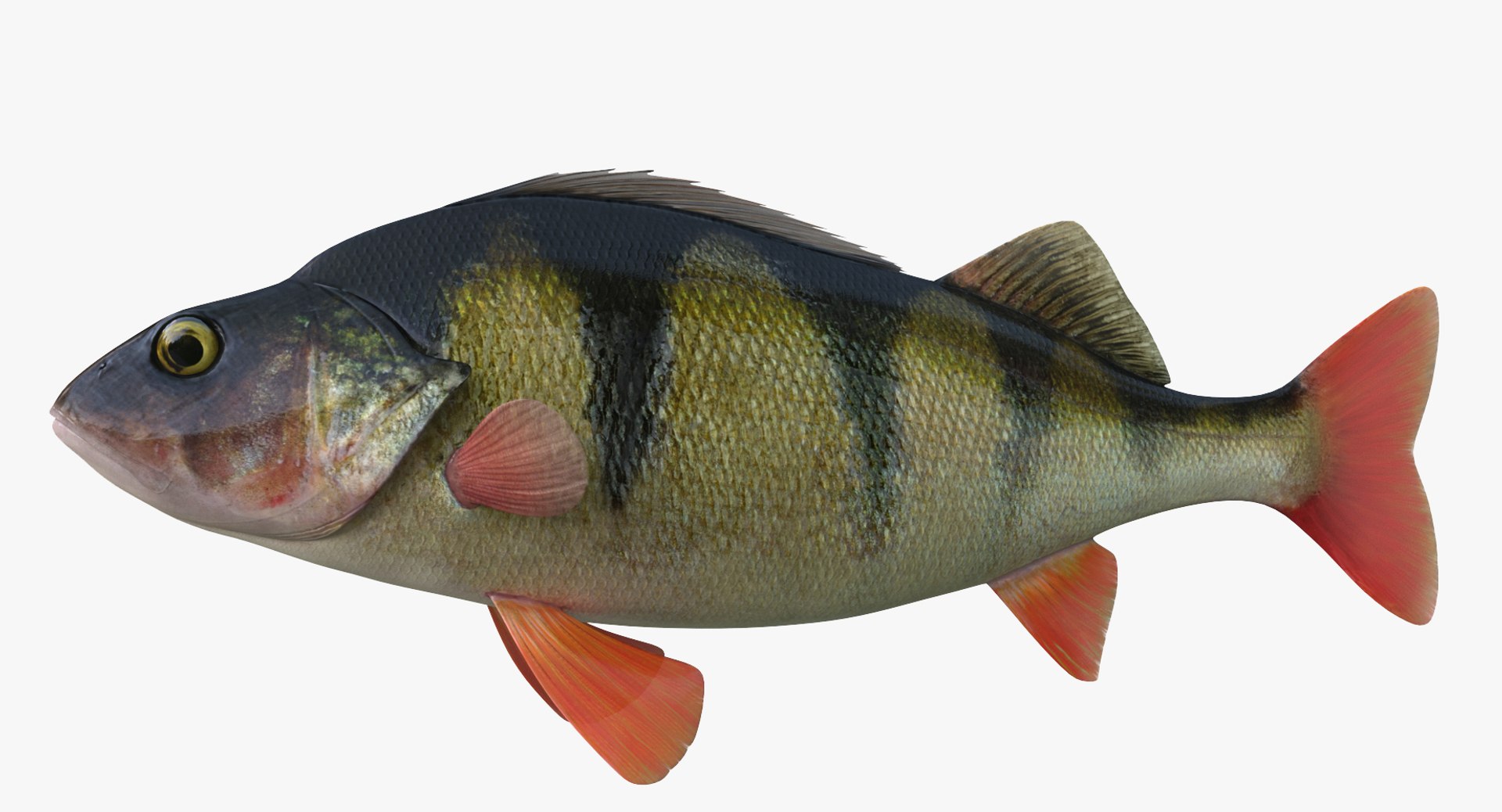 Perch Animation 3D Model - TurboSquid 1198645