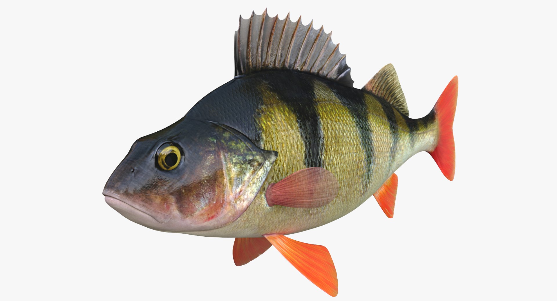 Perch Animation 3D Model - TurboSquid 1198645