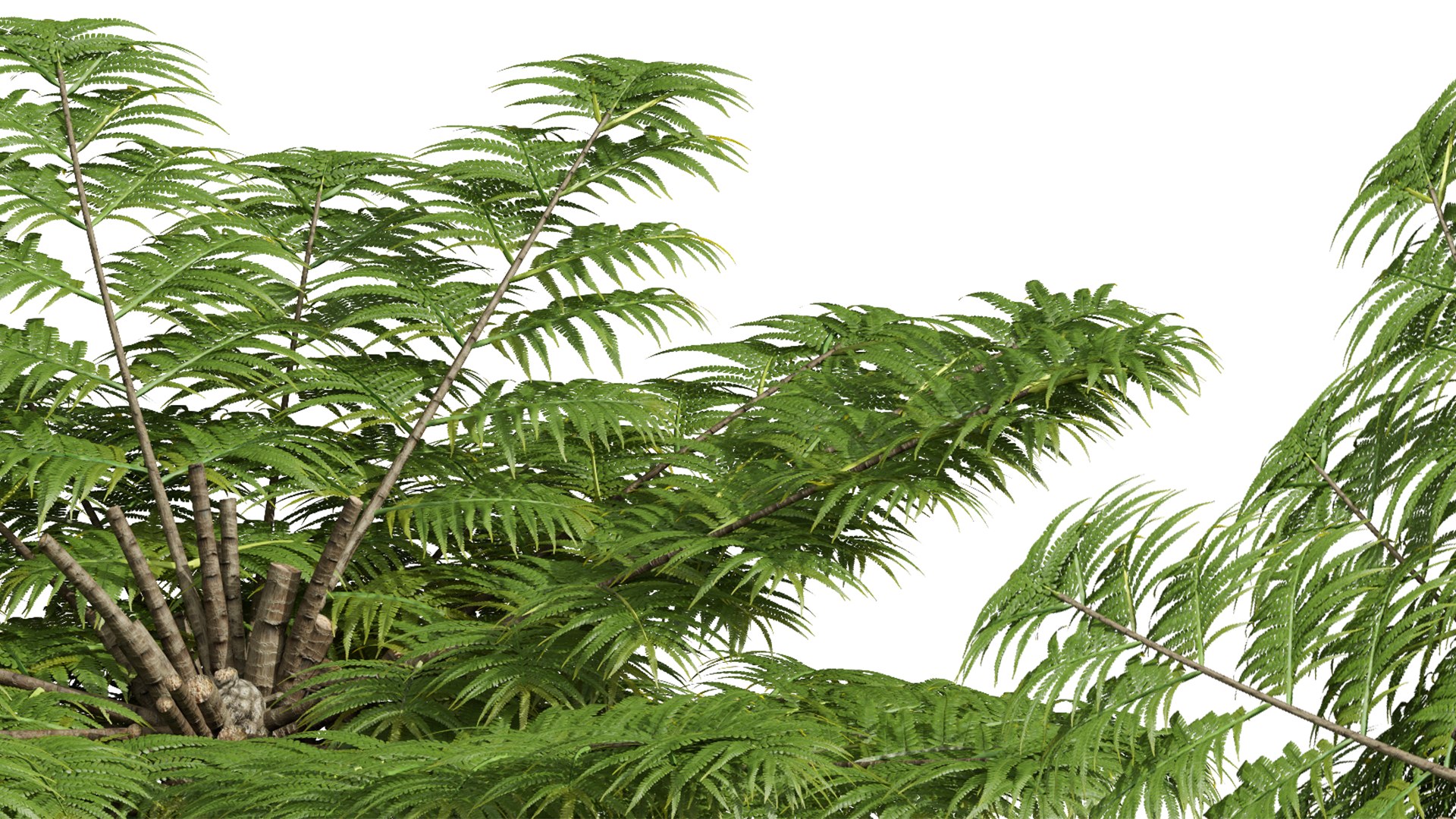 3D New Plant High Detail Alsophila Spinulosa Fern Decorative Small ...