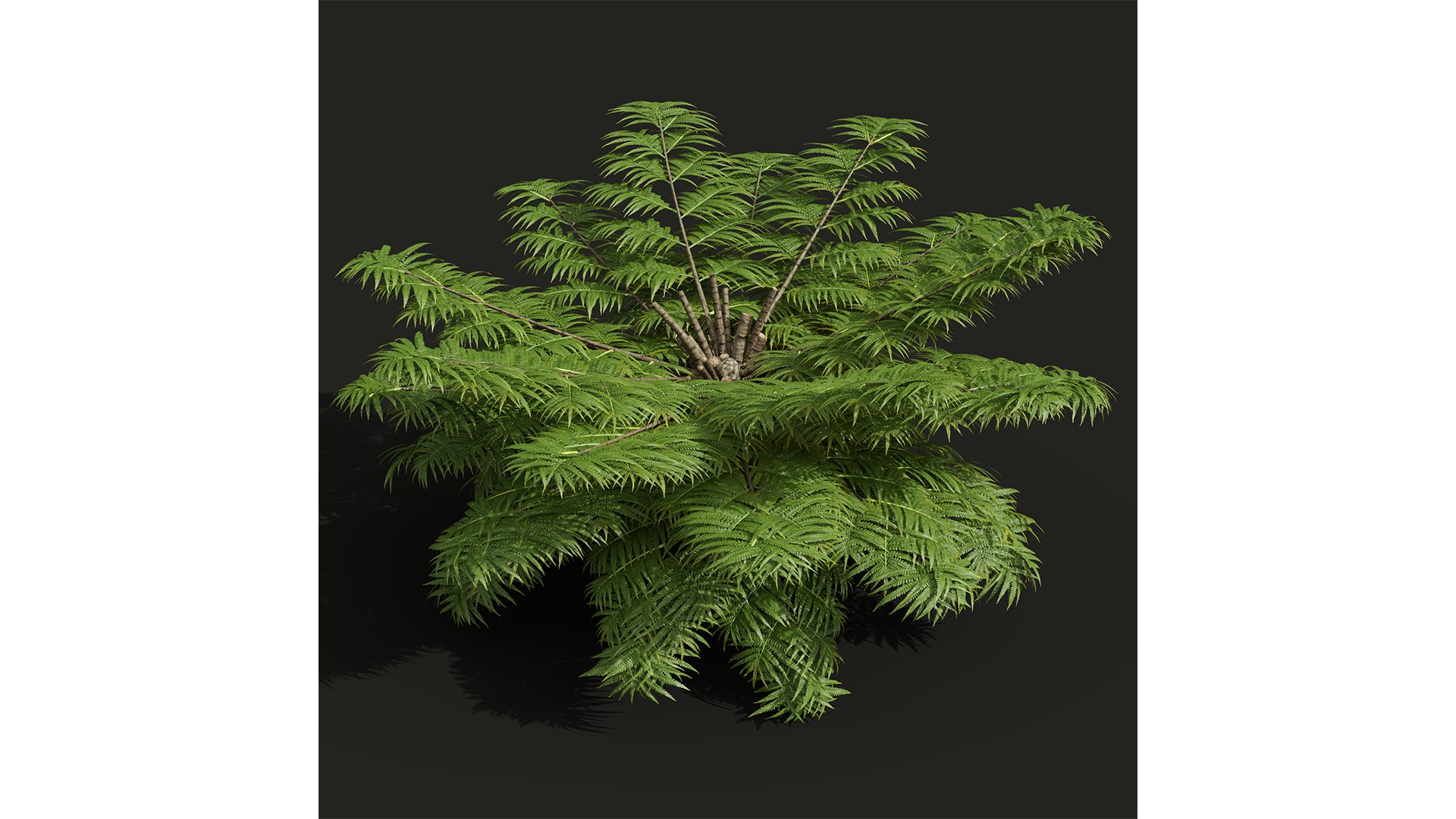 3D New Plant High Detail Alsophila Spinulosa Fern Decorative Small ...