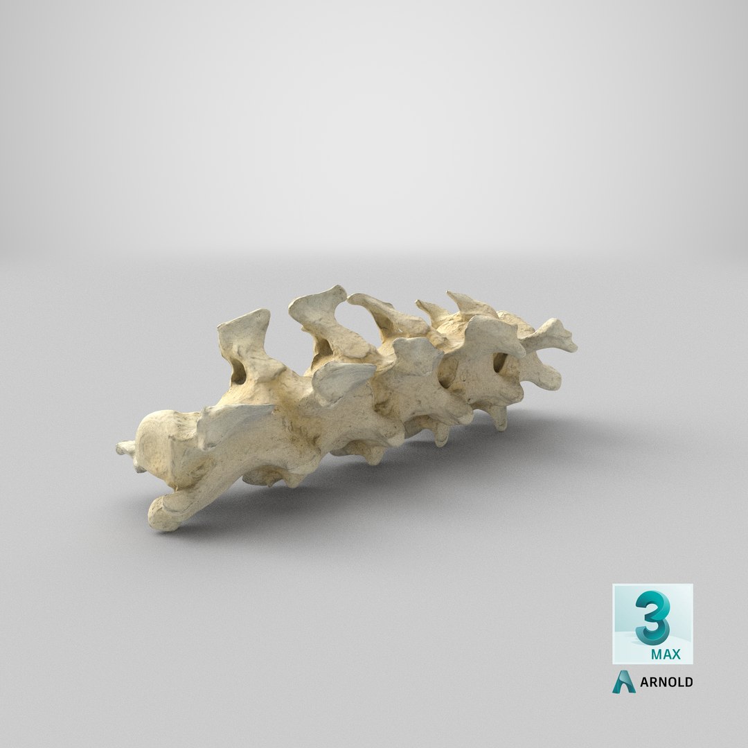 3D South American Coati Tail Bones Caudal Vertebrae Cd1 - TurboSquid ...