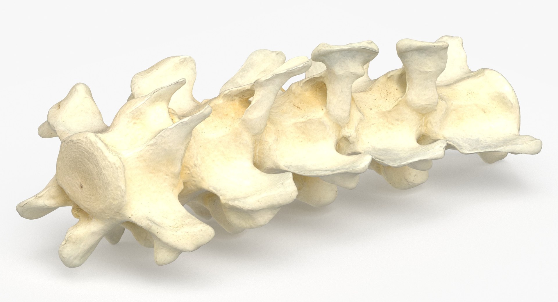 3D South American Coati Tail Bones Caudal Vertebrae Cd1 - TurboSquid ...
