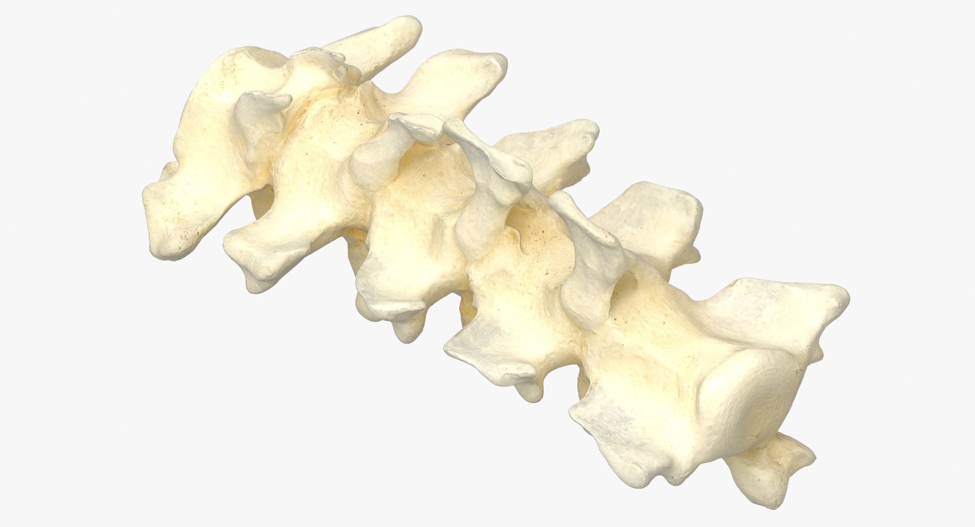 3D South American Coati Tail Bones Caudal Vertebrae Cd1 - TurboSquid ...