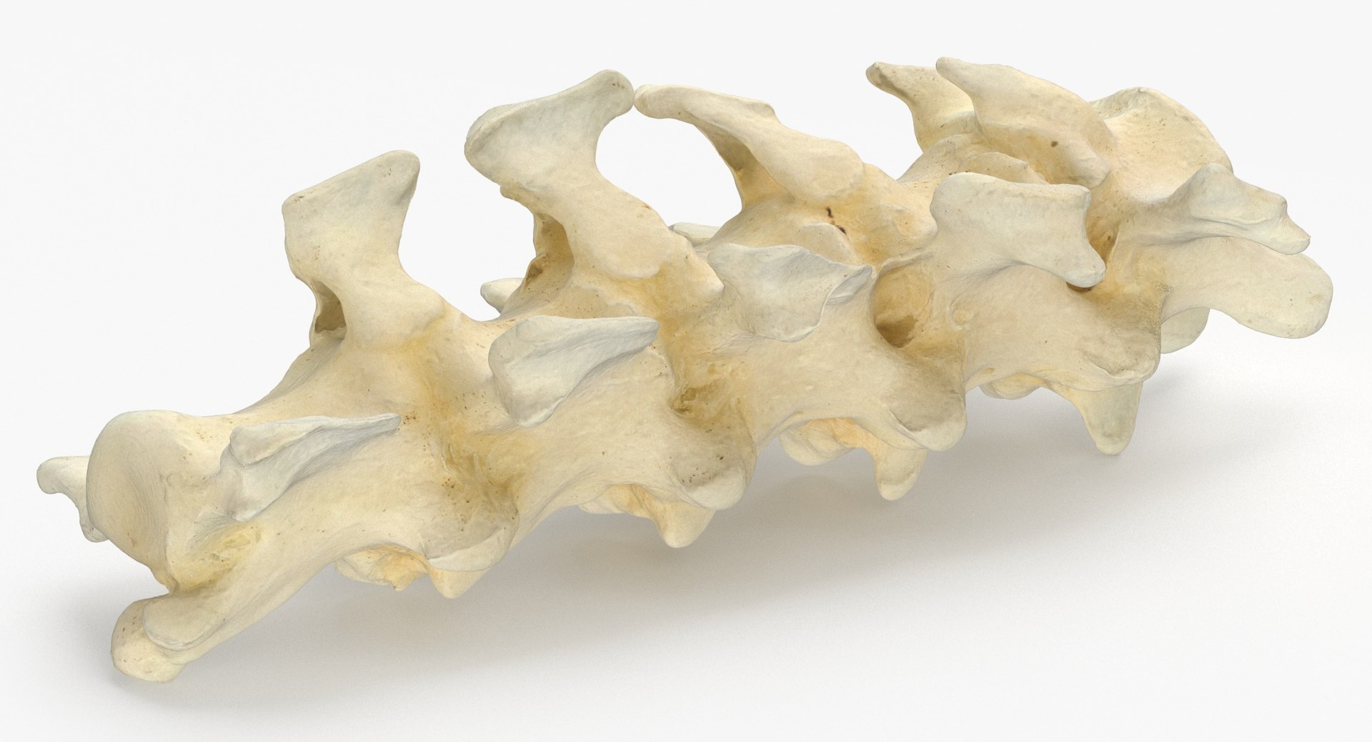 3D South American Coati Tail Bones Caudal Vertebrae Cd1 - TurboSquid ...