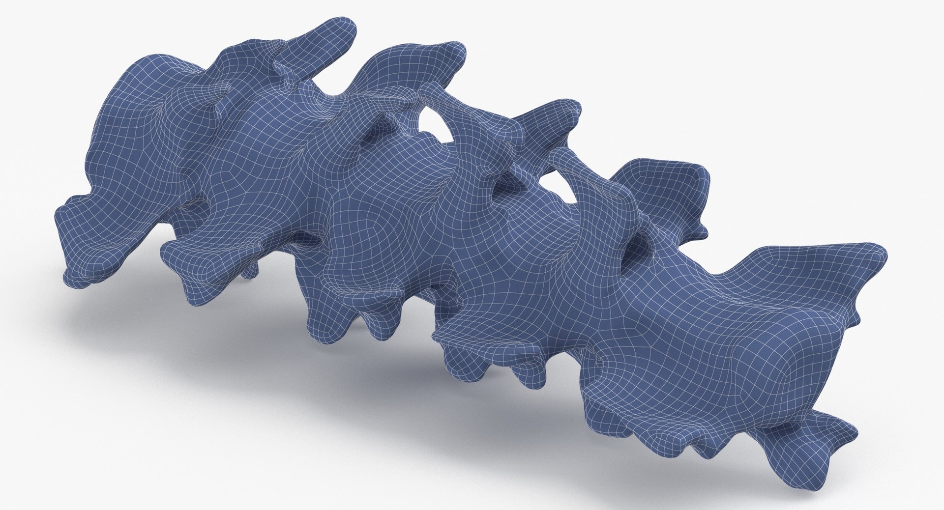 3D South American Coati Tail Bones Caudal Vertebrae Cd1 - TurboSquid ...