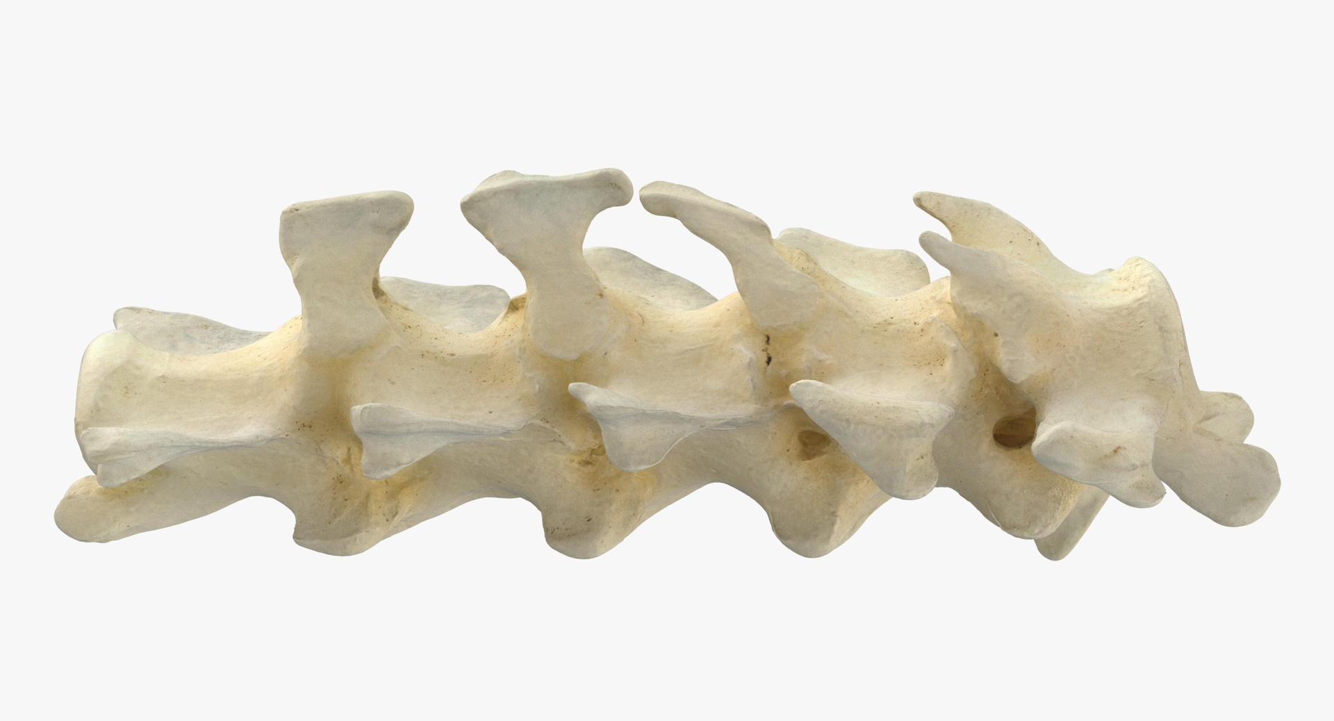 3D South American Coati Tail Bones Caudal Vertebrae Cd1 - TurboSquid ...