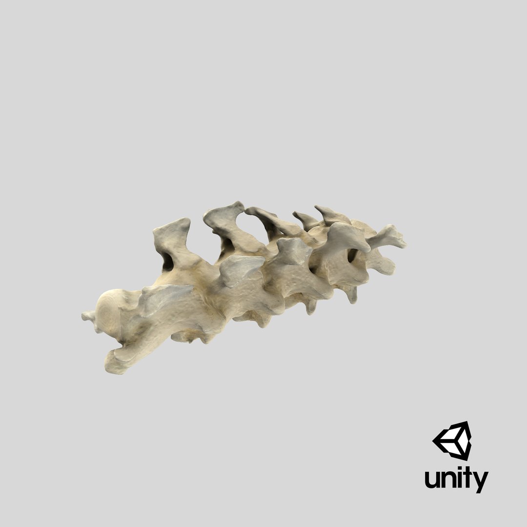 3D South American Coati Tail Bones Caudal Vertebrae Cd1 - TurboSquid ...