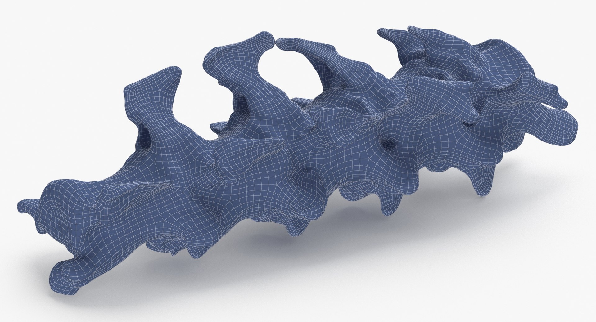 3D South American Coati Tail Bones Caudal Vertebrae Cd1 - TurboSquid ...