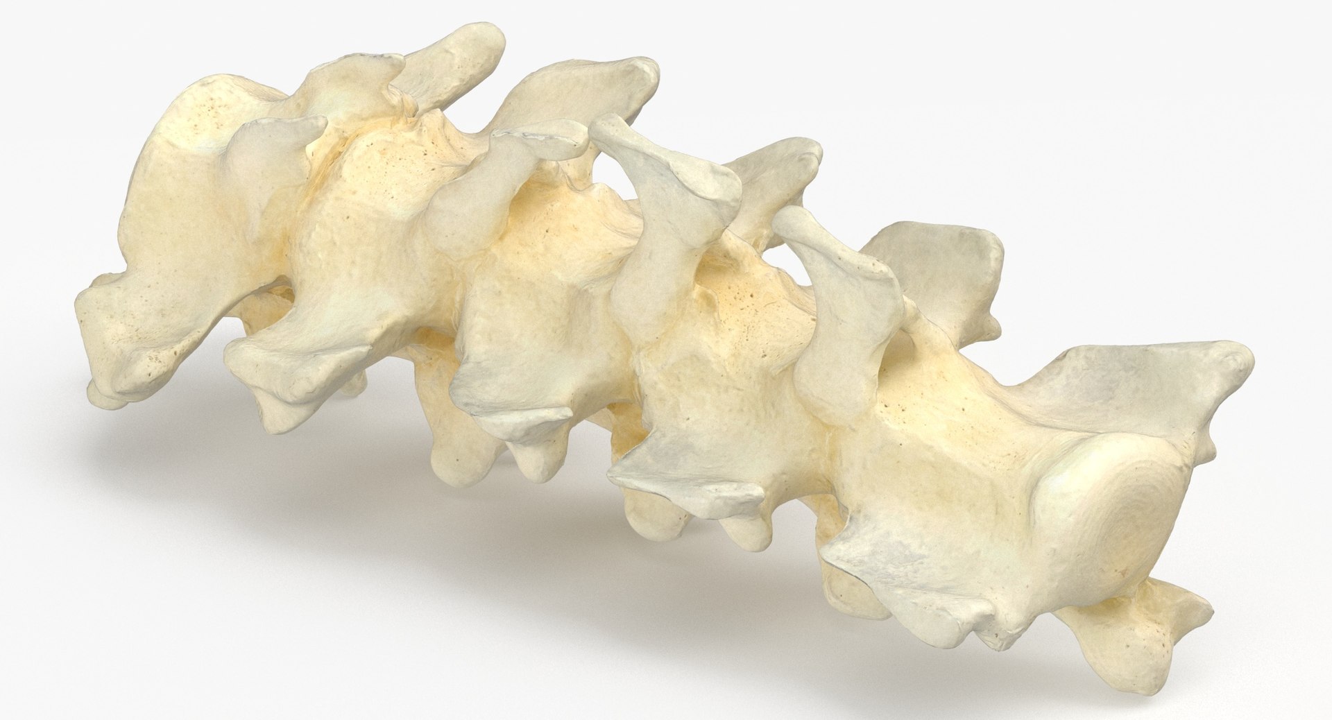 3D South American Coati Tail Bones Caudal Vertebrae Cd1 - TurboSquid ...