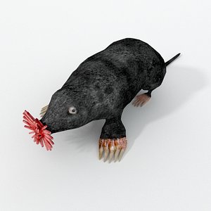 Mole 3D Models for Download | TurboSquid