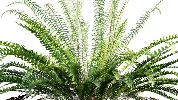 3D Silver Lady Fern - Blechnum gibbum - TurboSquid 1841744
