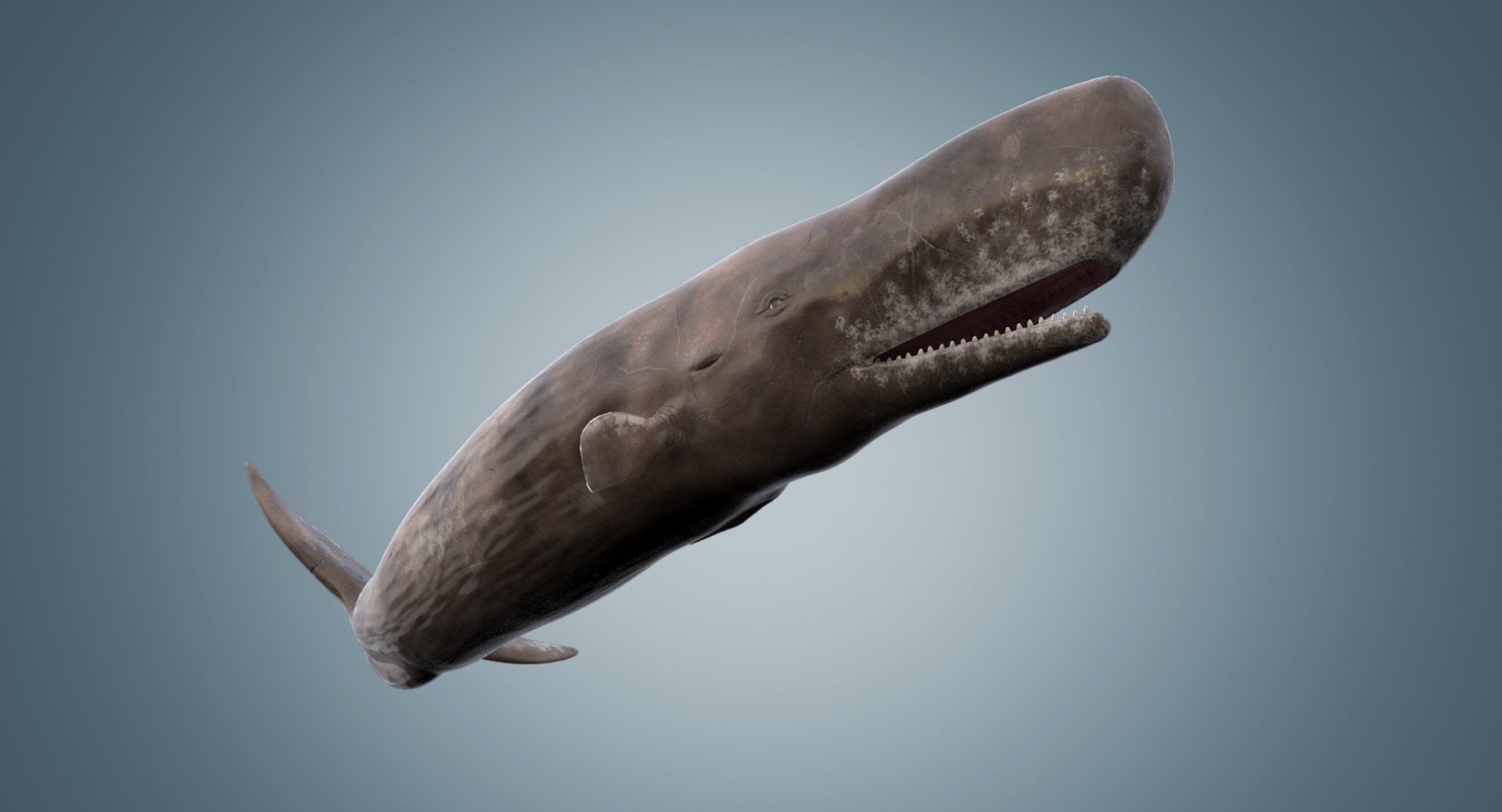 3d Sperm Whale Rigged Model