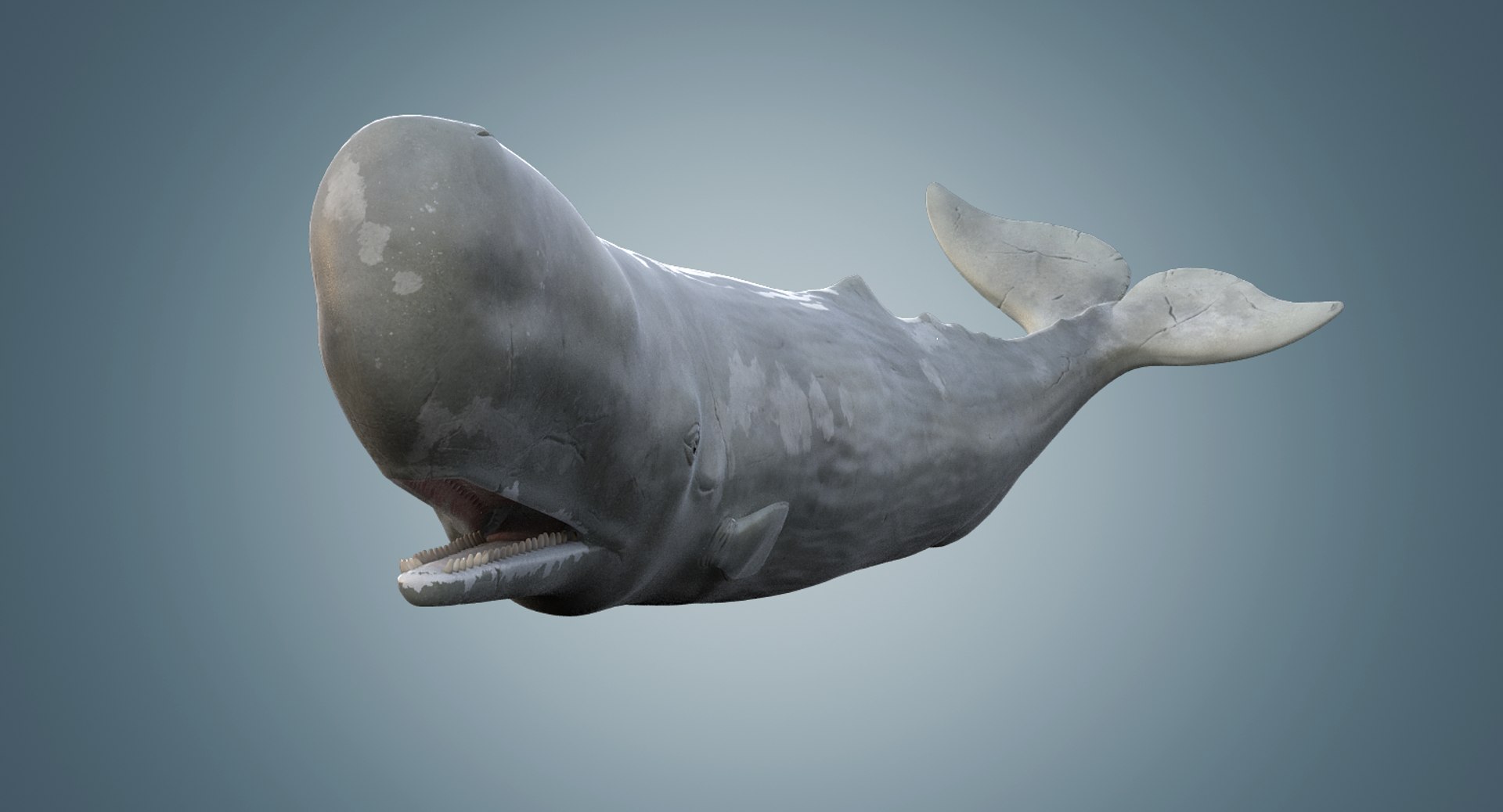 3d Sperm Whale Rigged Model
