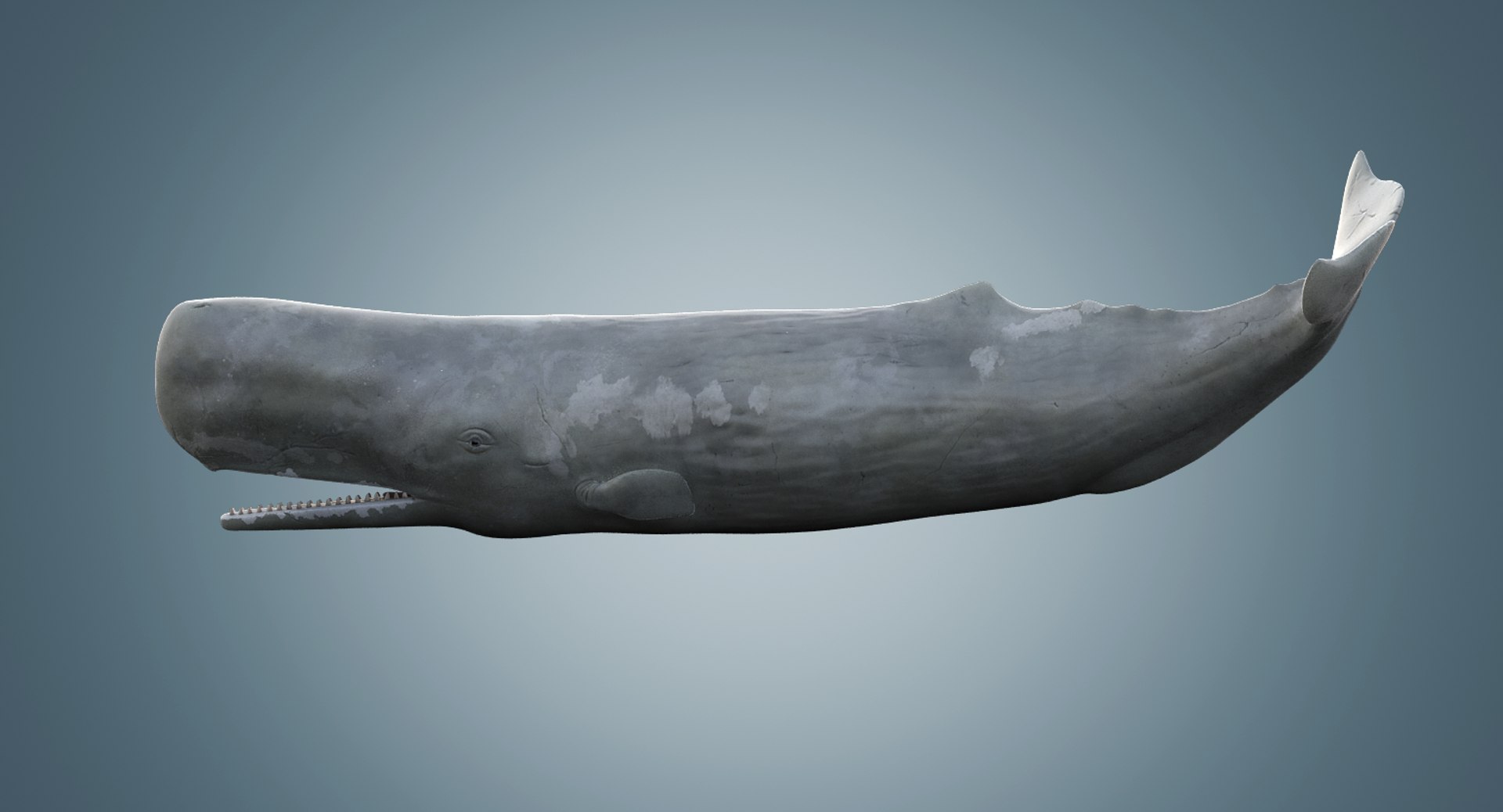 3d Sperm Whale Rigged Model