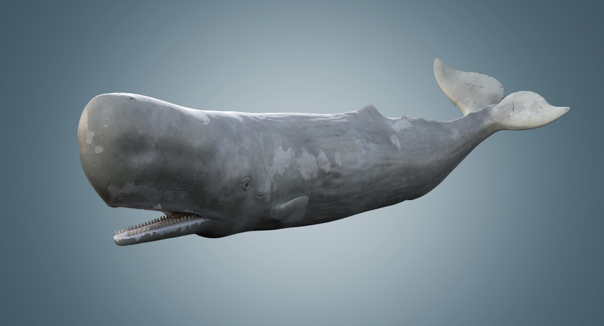 3d Sperm Whale Rigged Model