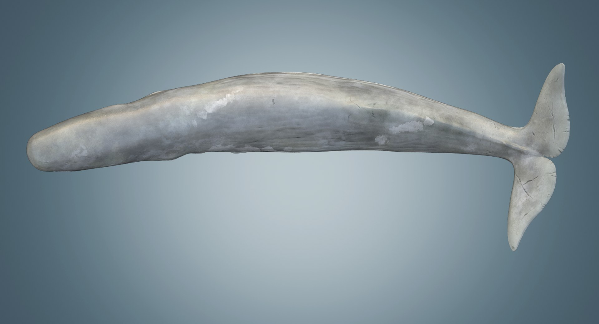 3d Sperm Whale Rigged Model