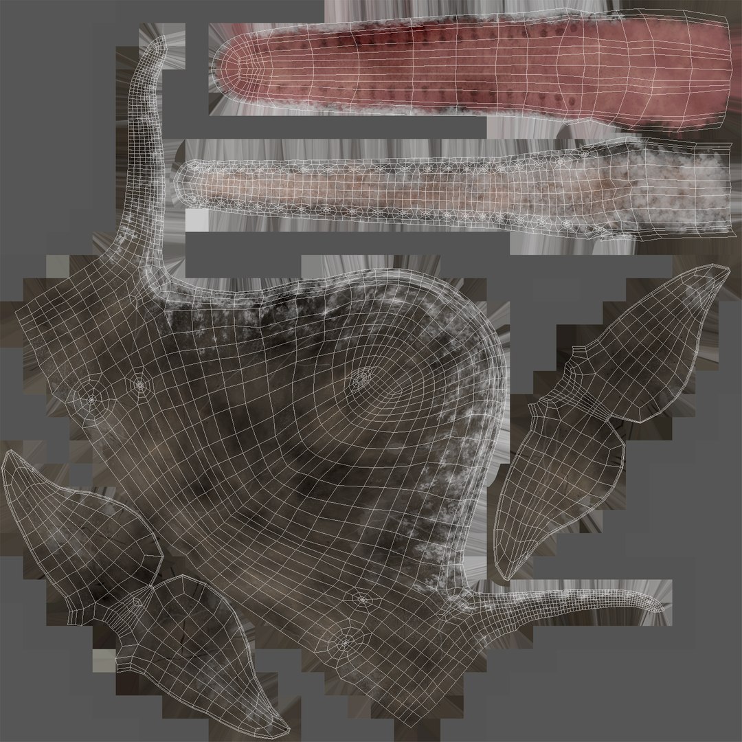 3d sperm whale rigged model
