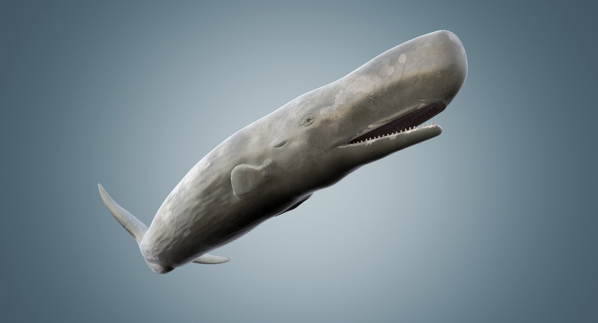 3d Sperm Whale Rigged Model