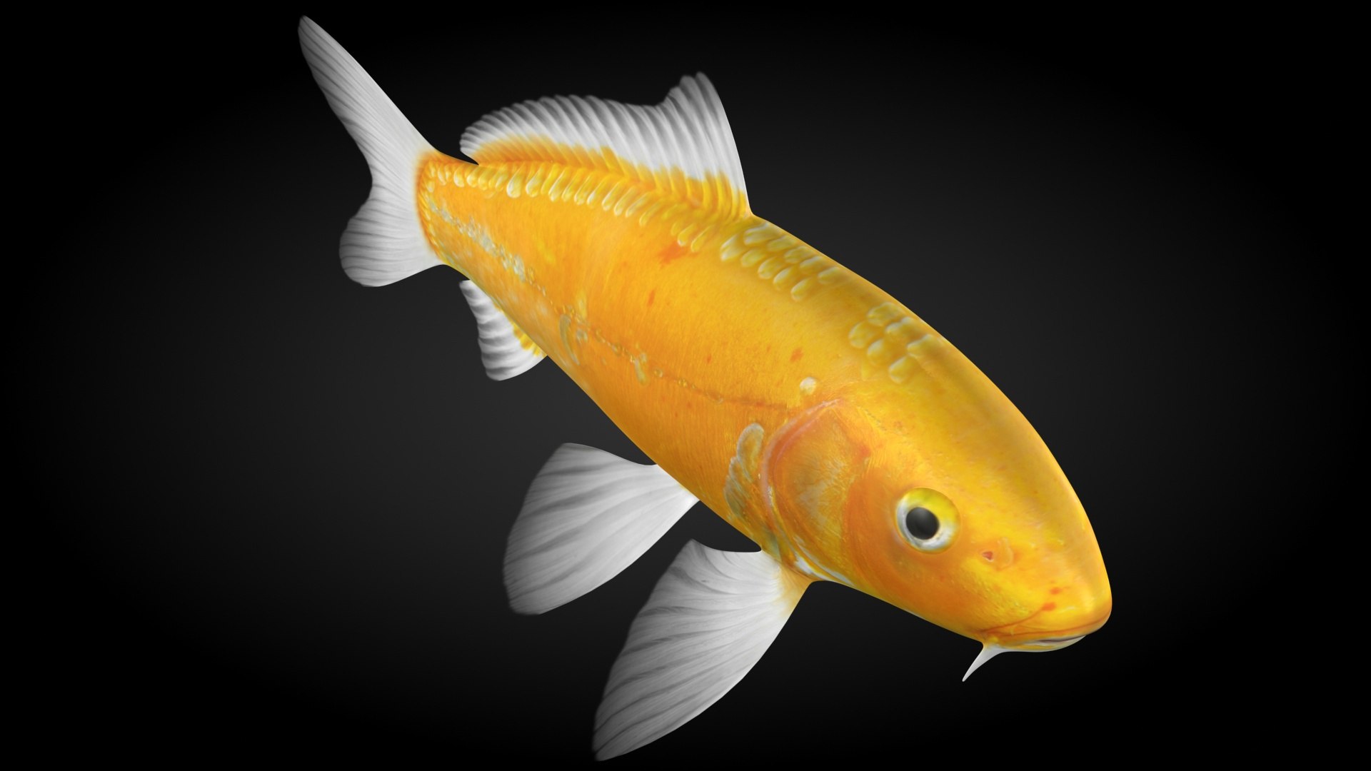 Kigoi Koi Fish 3D - TurboSquid 1496569