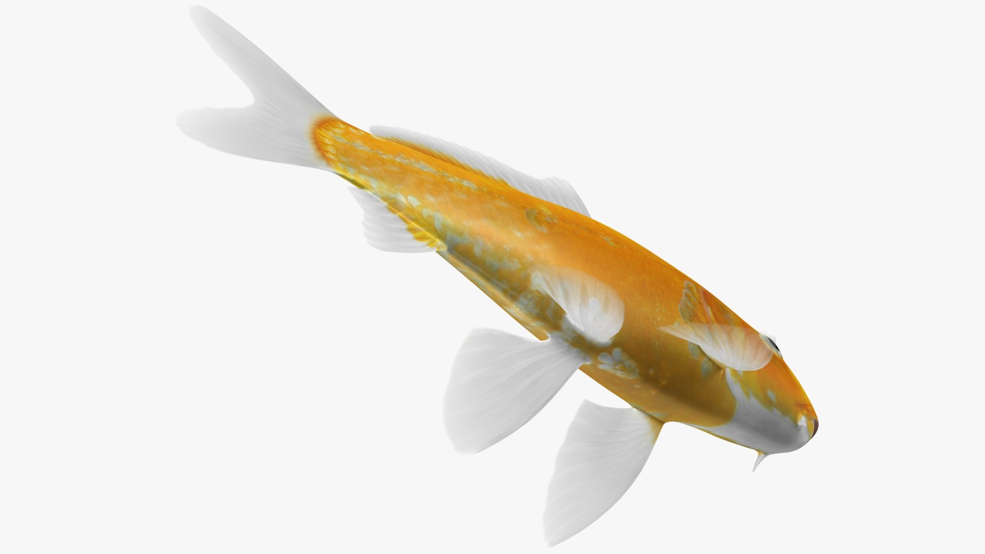 Kigoi Koi Fish 3D - TurboSquid 1496569