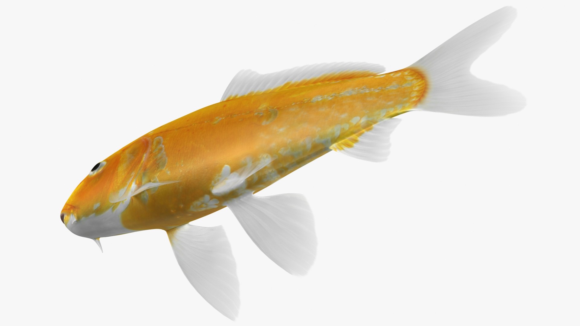 Kigoi Koi Fish 3D - TurboSquid 1496569