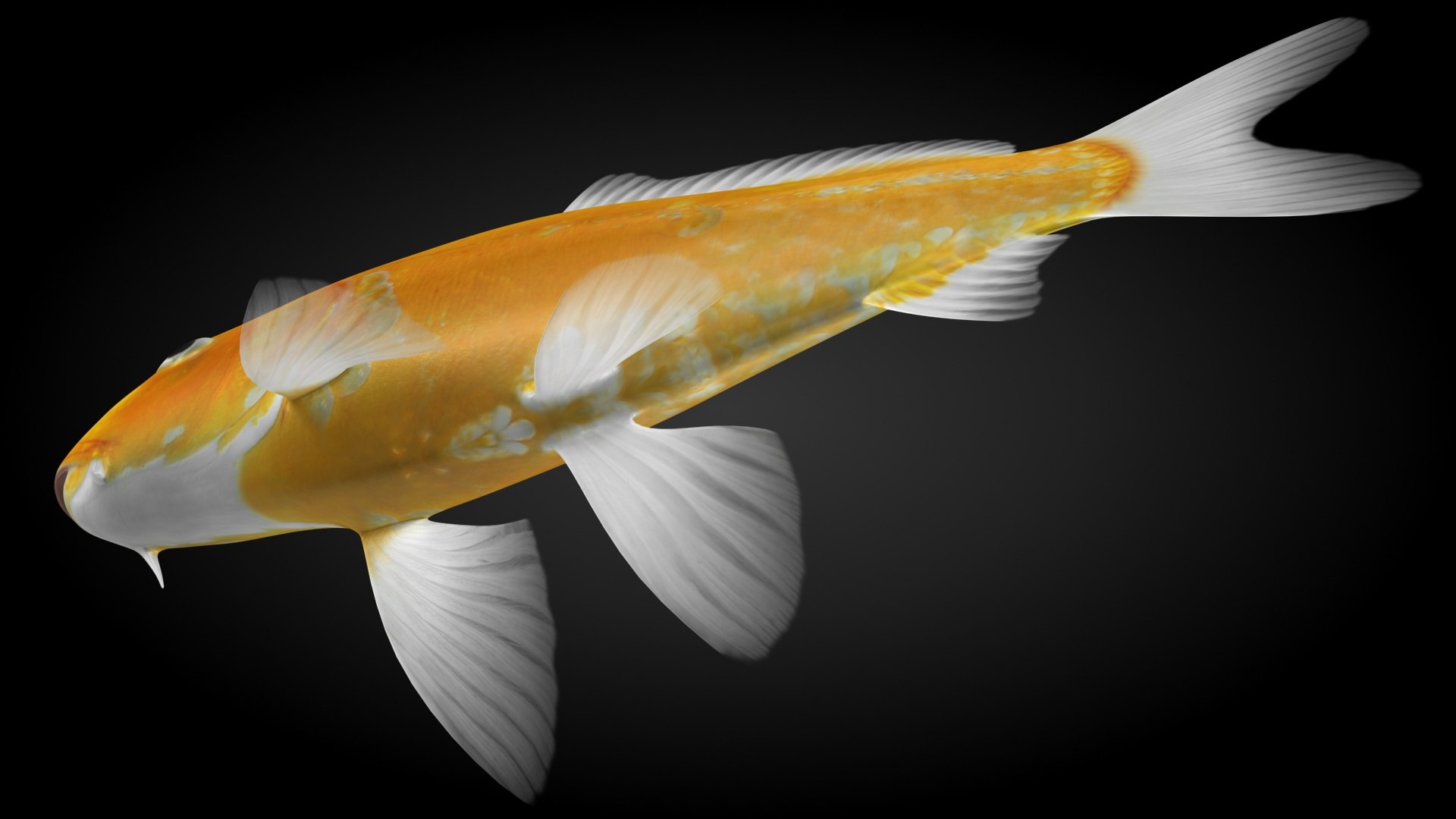 Kigoi Koi Fish 3D - TurboSquid 1496569