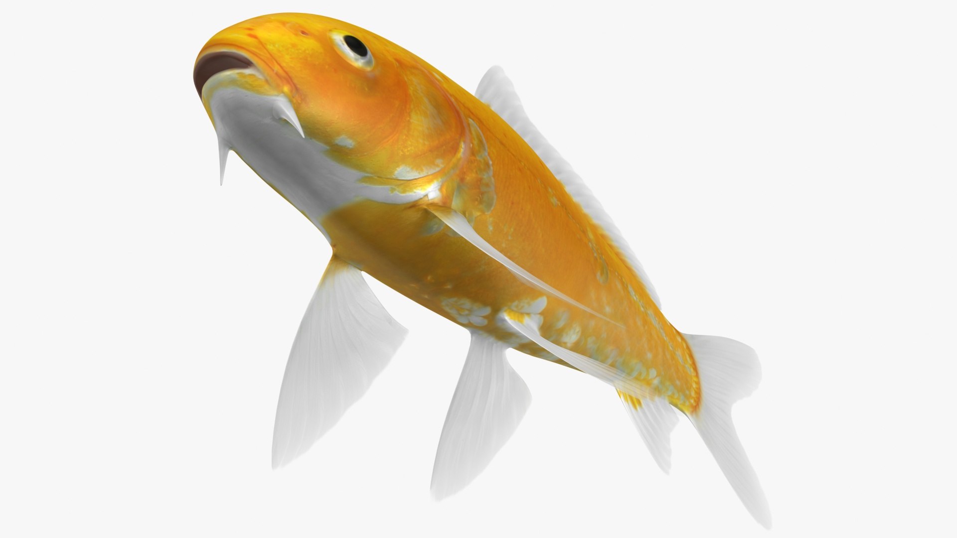 Kigoi Koi Fish 3D - TurboSquid 1496569