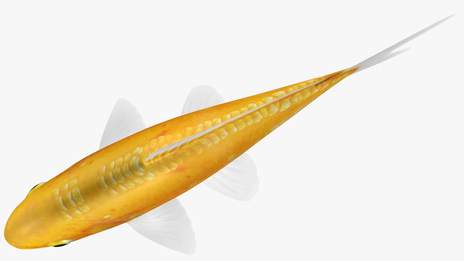 Kigoi Koi Fish 3D - TurboSquid 1496569