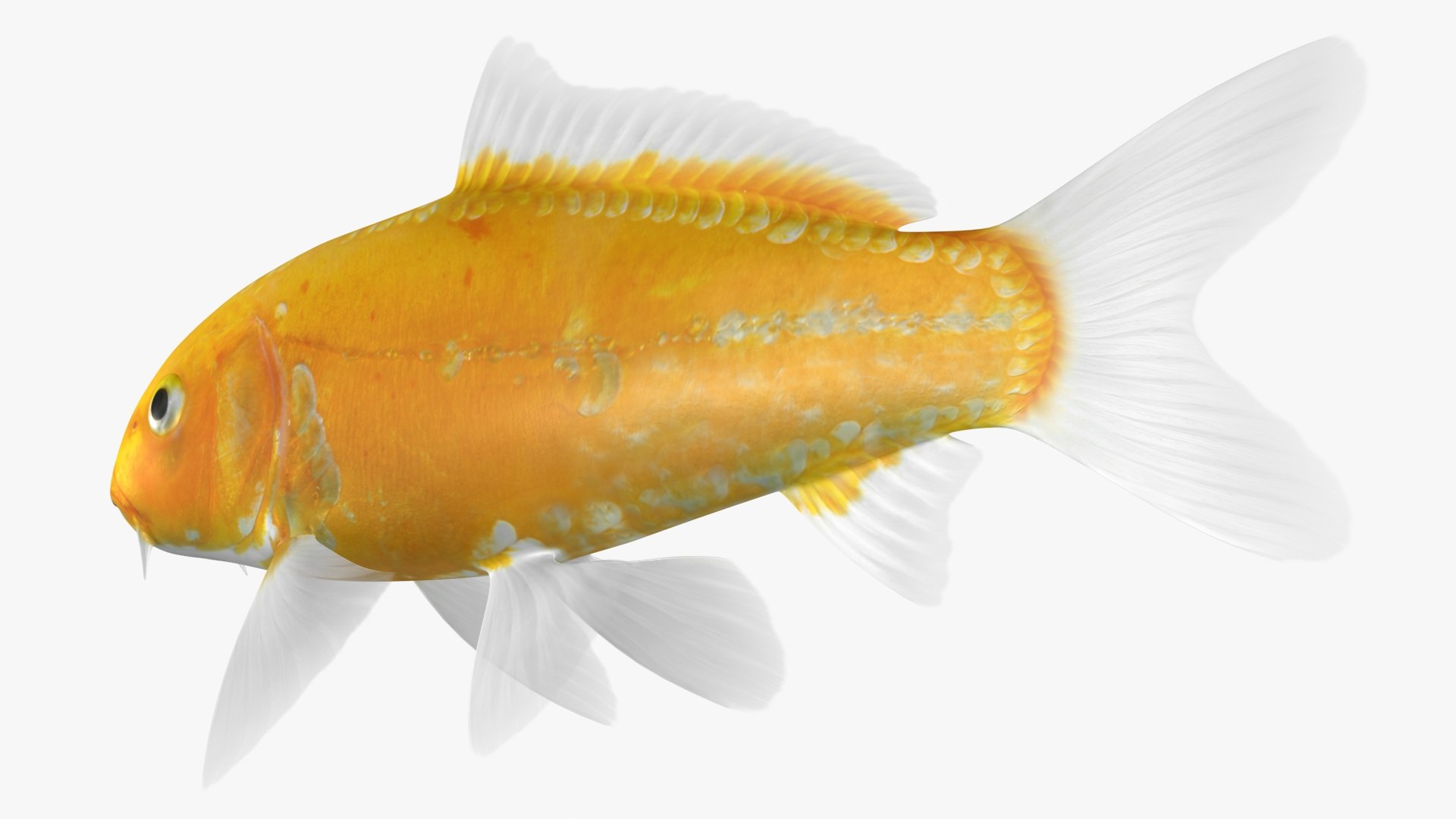 Kigoi koi fish 3D - TurboSquid 1496569