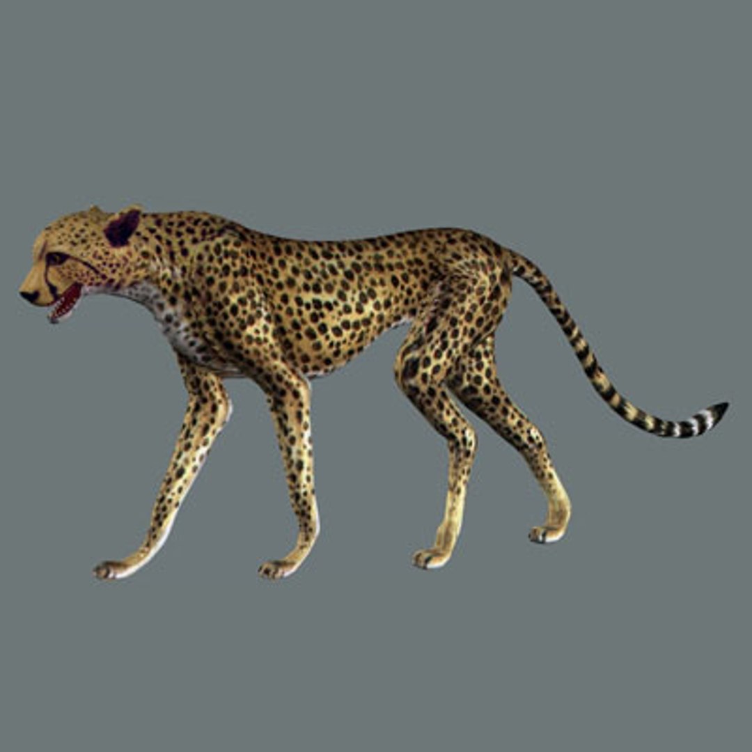 Cheetah Cats Feline 3d Model
