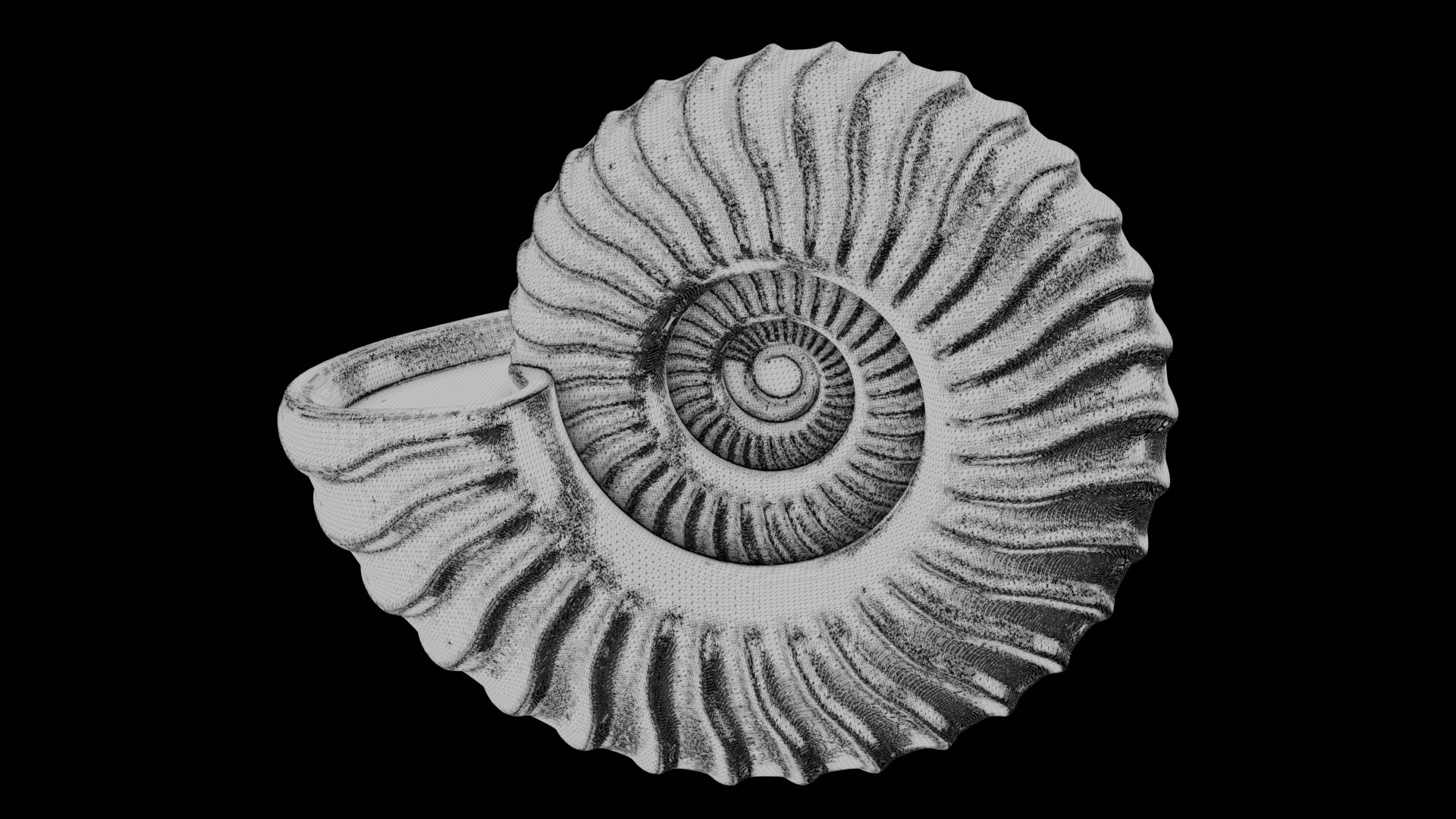 3D Ammonoid Shell With Falcate Ribs - TurboSquid 2294341