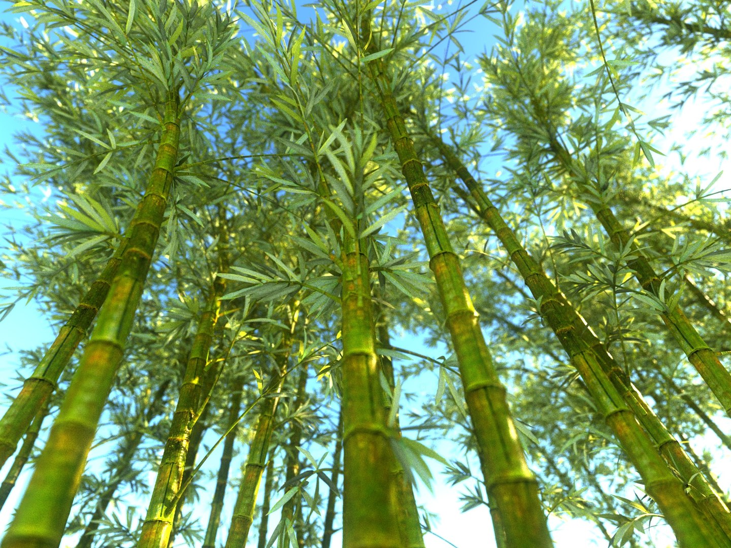 3D bamboo forest pack 10 - TurboSquid 1384653