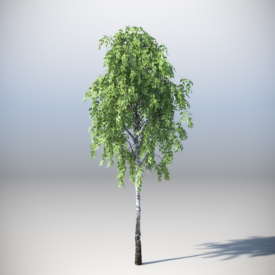 archtrees trees 3d model