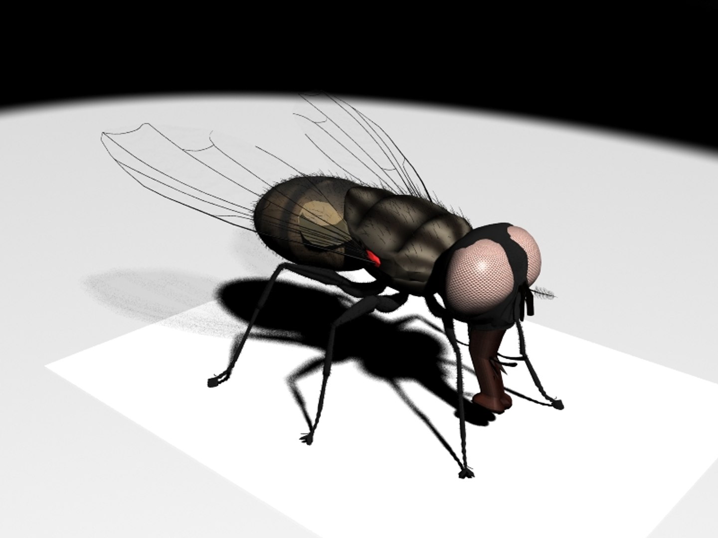 3d model house fly