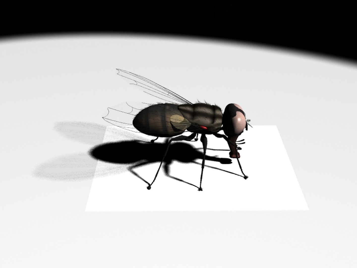 3d model house fly