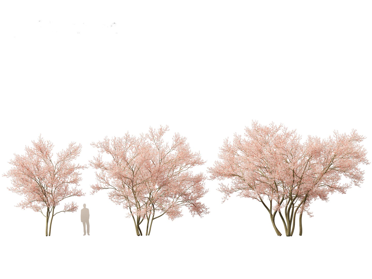Amelanchier Lamarckii - Juneberry 02 3D Model - TurboSquid 2152111