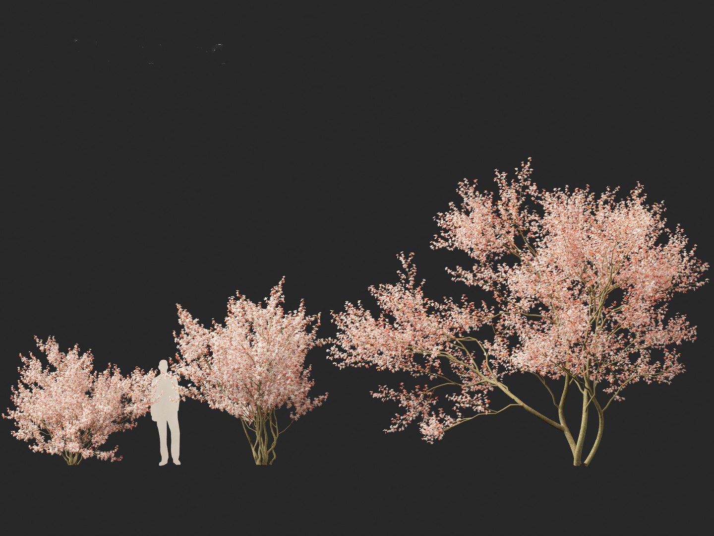 Amelanchier Lamarckii - Juneberry 02 3D Model - TurboSquid 2152111
