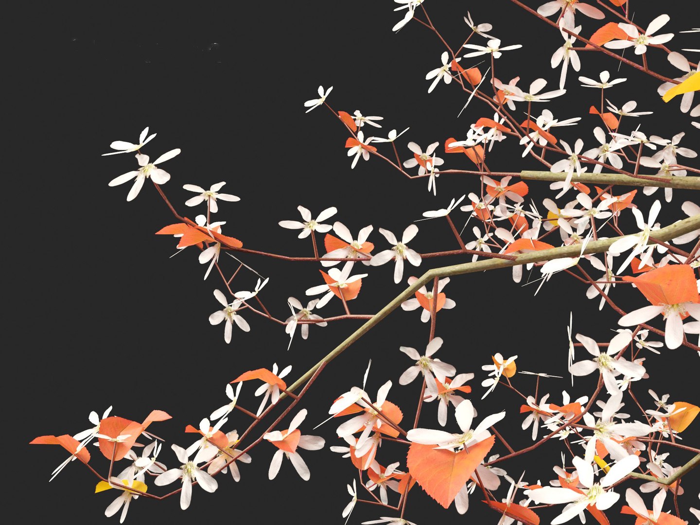 Amelanchier Lamarckii - Juneberry 02 3D Model - TurboSquid 2152111