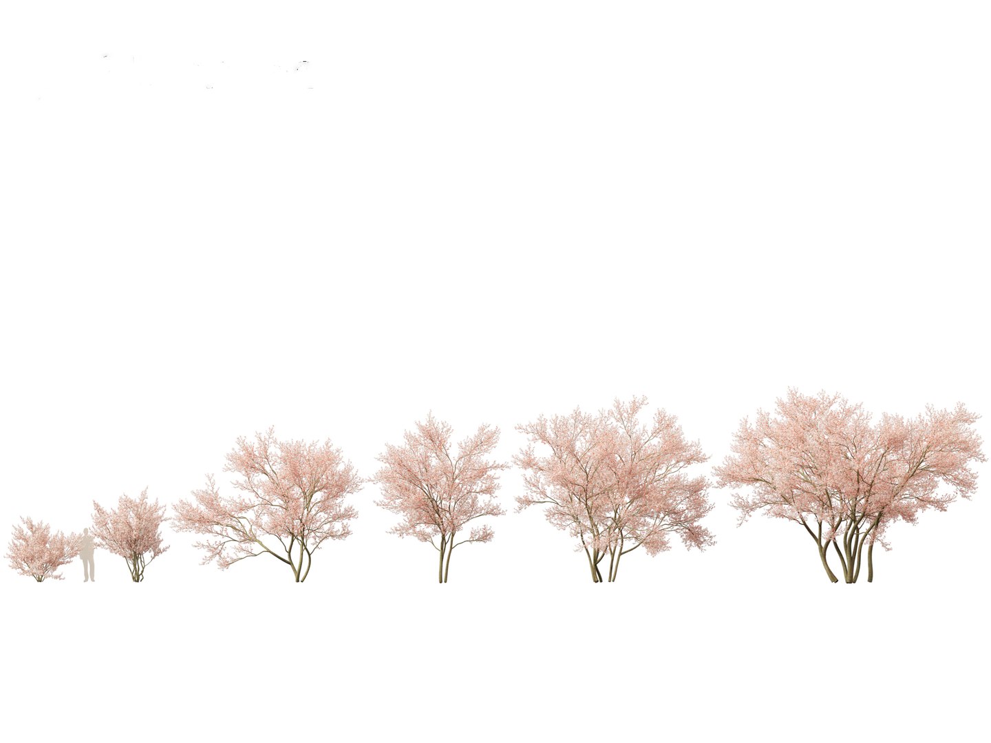 Amelanchier Lamarckii - Juneberry 02 3D Model - TurboSquid 2152111