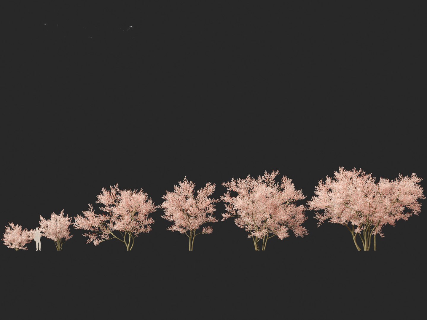 Amelanchier Lamarckii - Juneberry 02 3D Model - TurboSquid 2152111