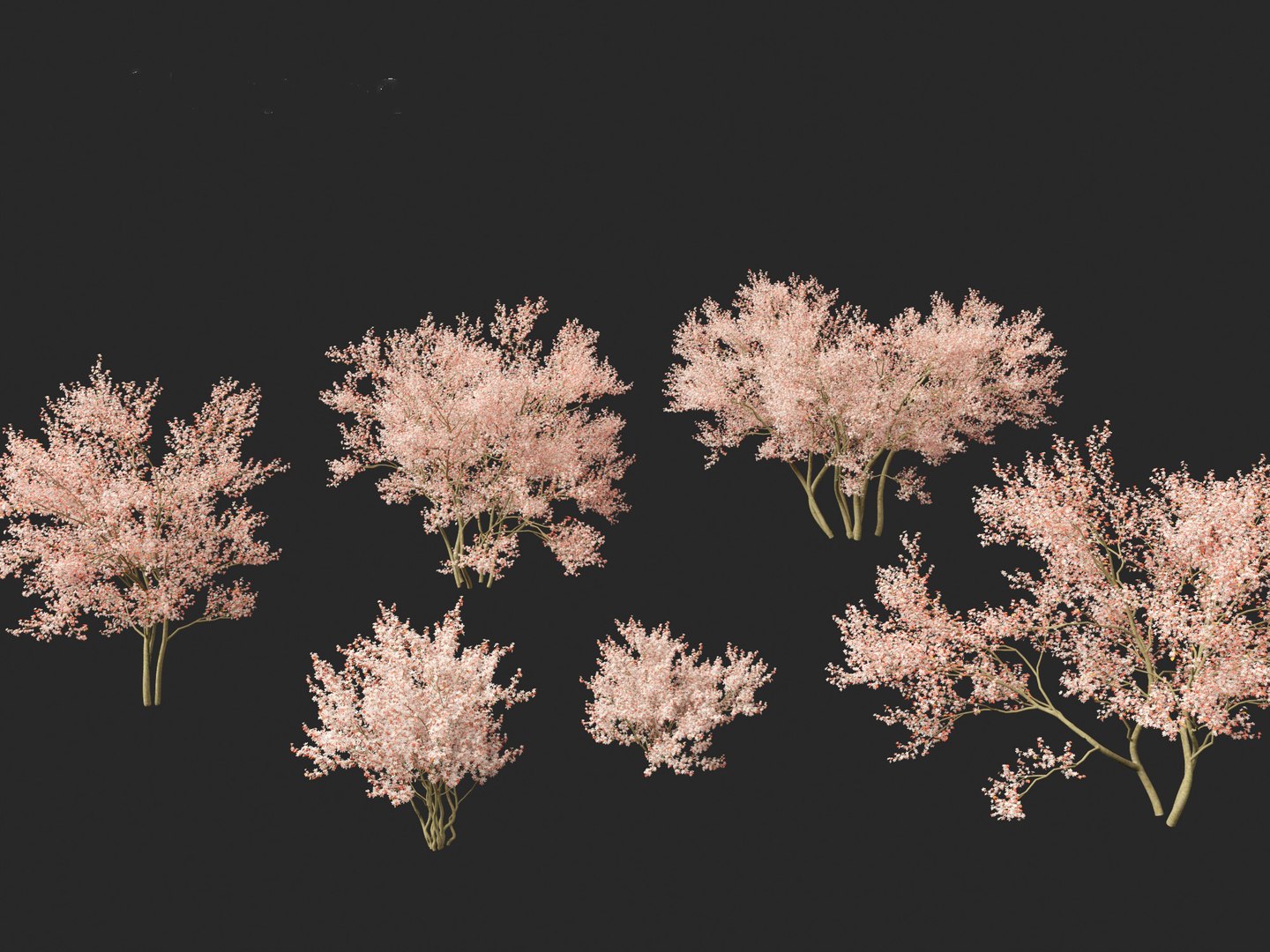 Amelanchier Lamarckii - Juneberry 02 3D Model - TurboSquid 2152111