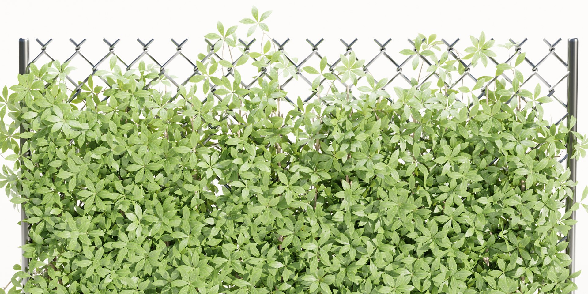 3D model Virginia creeper on fence vol 182-Blender-3dmodel - TurboSquid ...