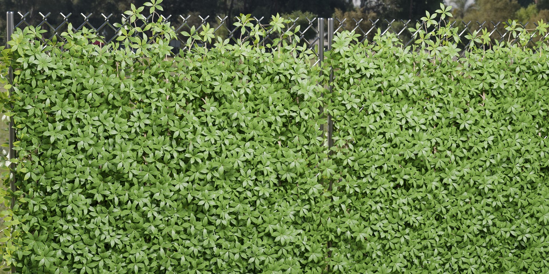 3D model Virginia creeper on fence vol 182-Blender-3dmodel - TurboSquid ...