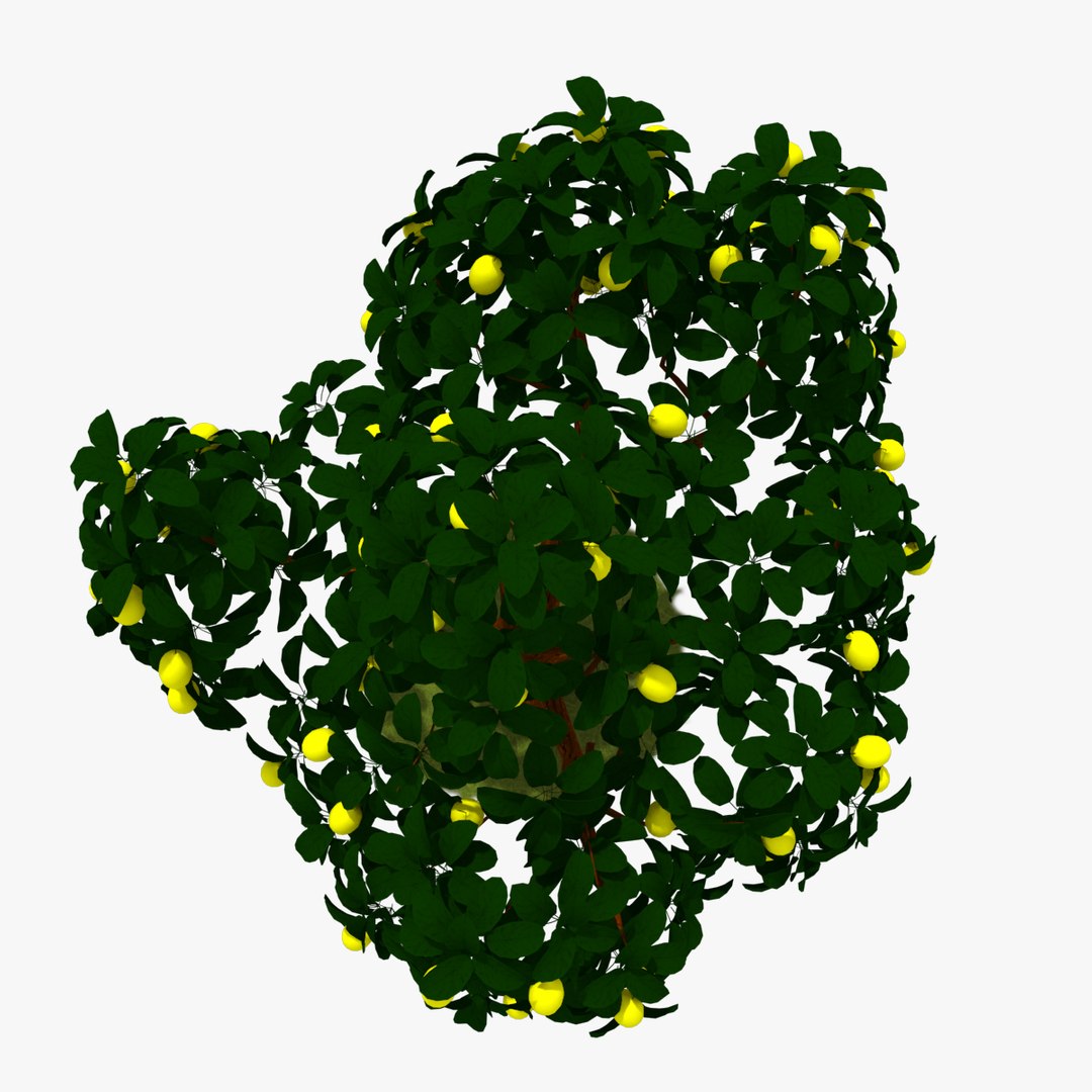 3d Lemon Tree Model