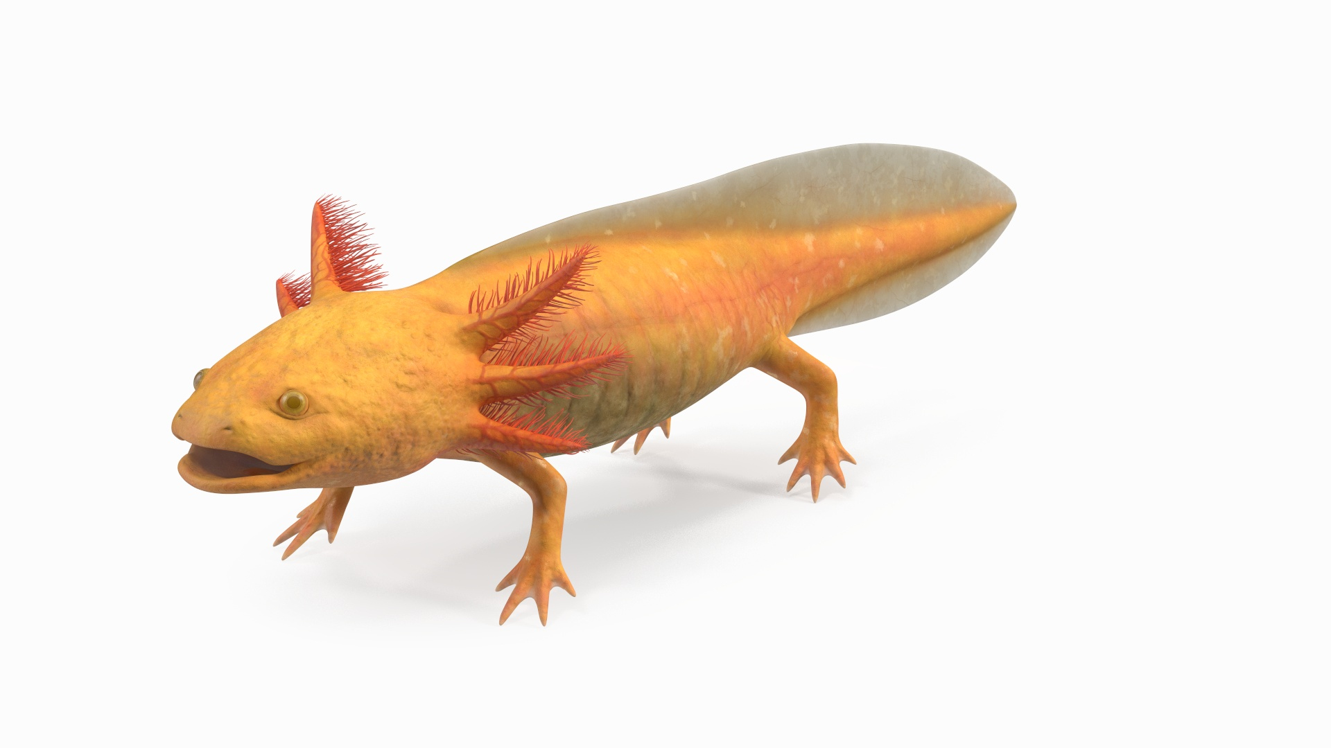Golden Albino Axolotl 3D - TurboSquid 2209653